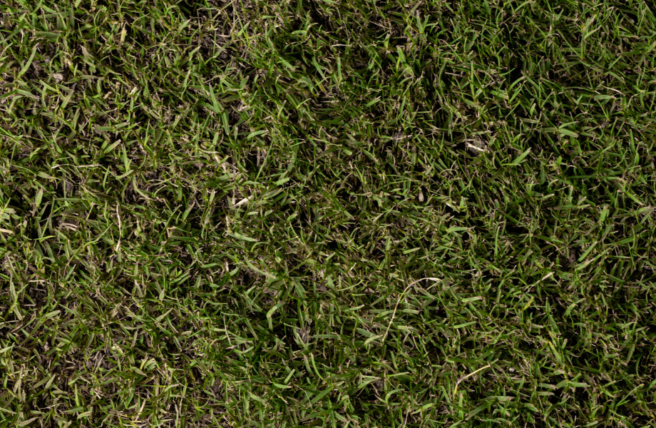Your Guide to Nullarbor Couch Grass – Rock and Soil