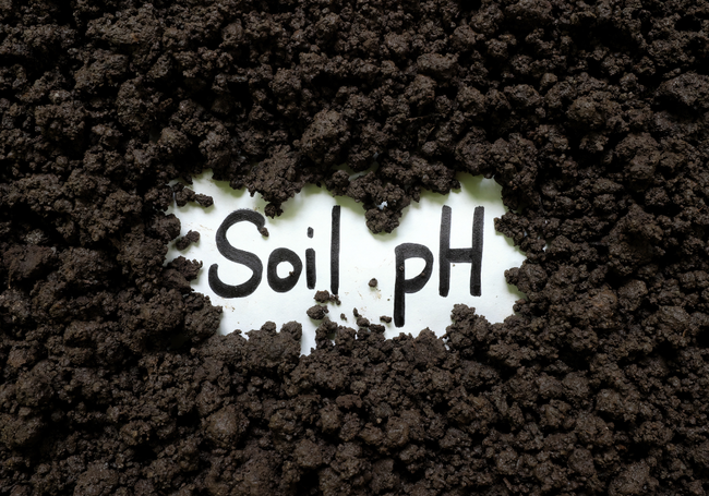 How To Test Your Soil’s pH Levels – Rock and Soil